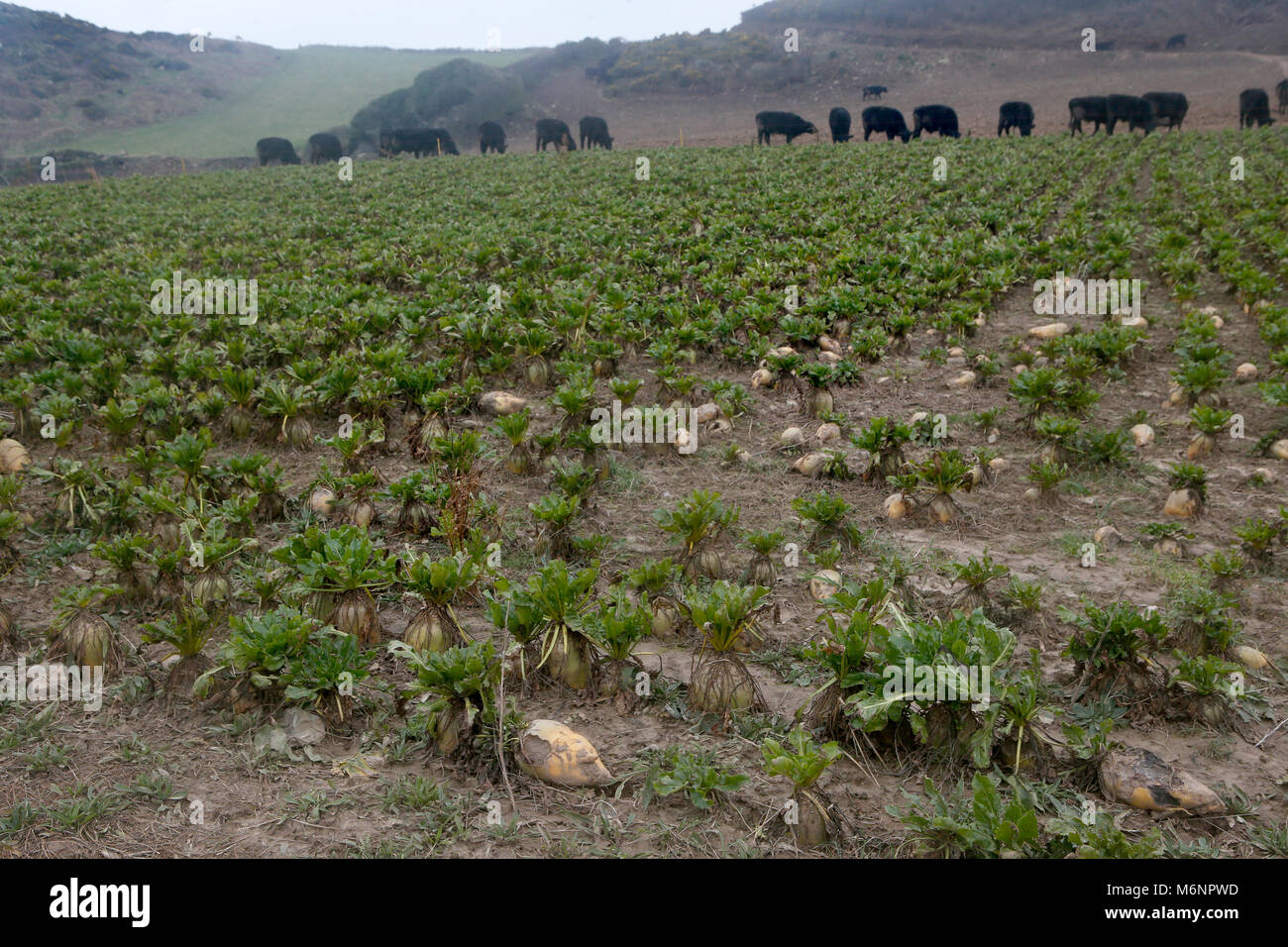 Mangelwurzel or mangold wurzel, also called mangold, mangel beet, field ...