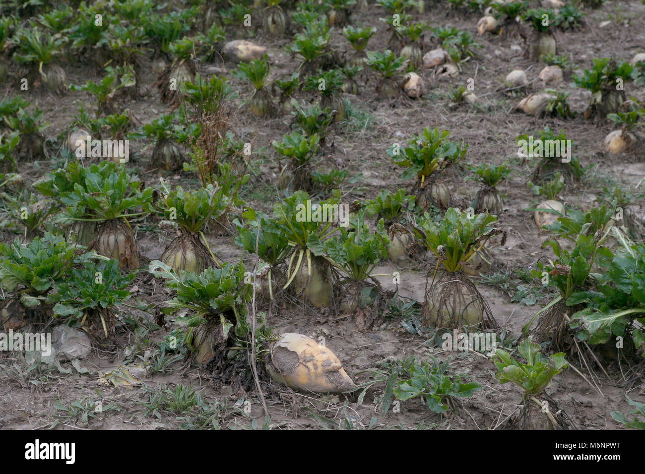 Mangelwurzel or mangold wurzel, also called mangold, mangel beet, field ...