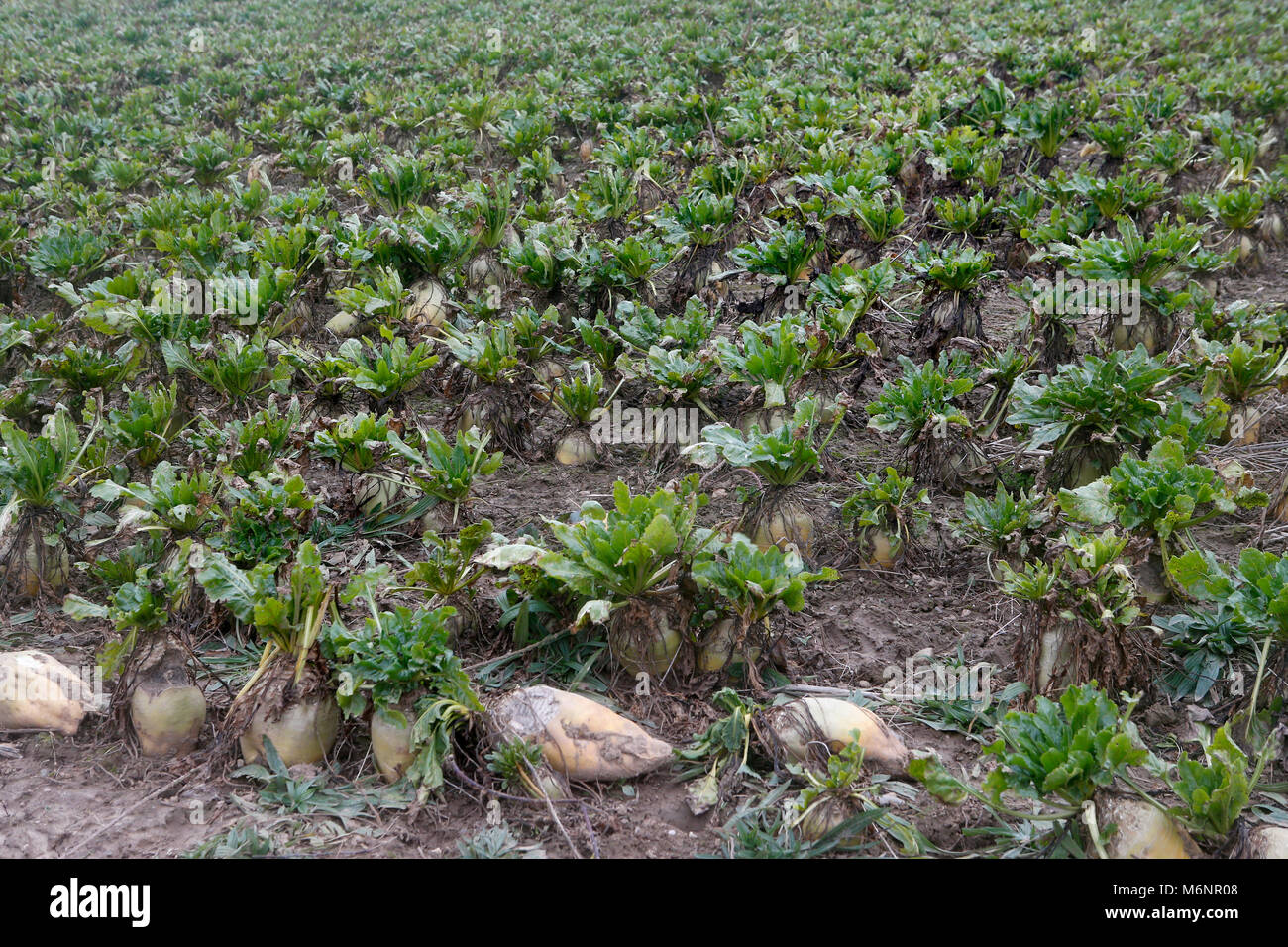 Mangelwurzel or mangold wurzel, also called mangold, mangel beet, field ...