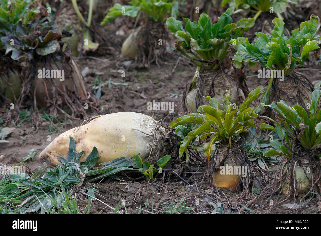 Mangelwurzel or mangold wurzel, also called mangold, mangel beet, field ...