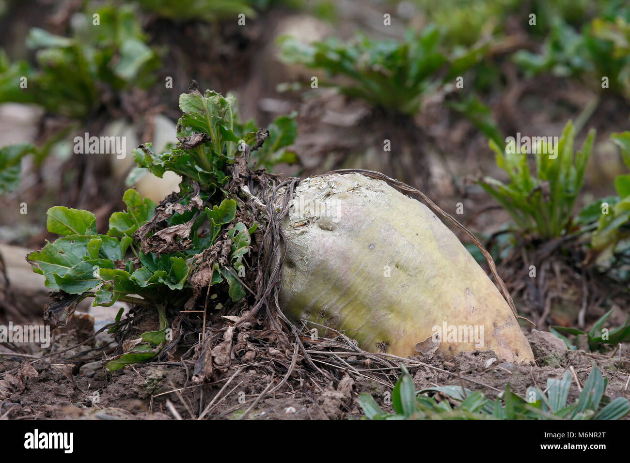 Mangelwurzel hi-res stock photography and images - Alamy