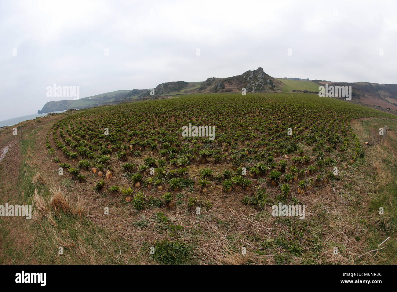 Mangelwurzel or mangold wurzel, also called mangold, mangel beet, field ...