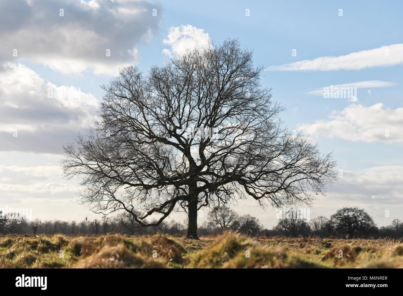 Mighty tree hi-res stock photography and images - Alamy