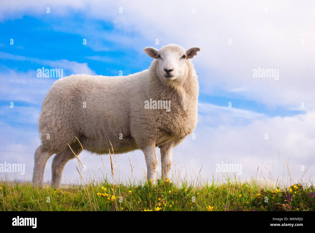 Sheep farming on dartmoor hi-res stock photography and images - Alamy