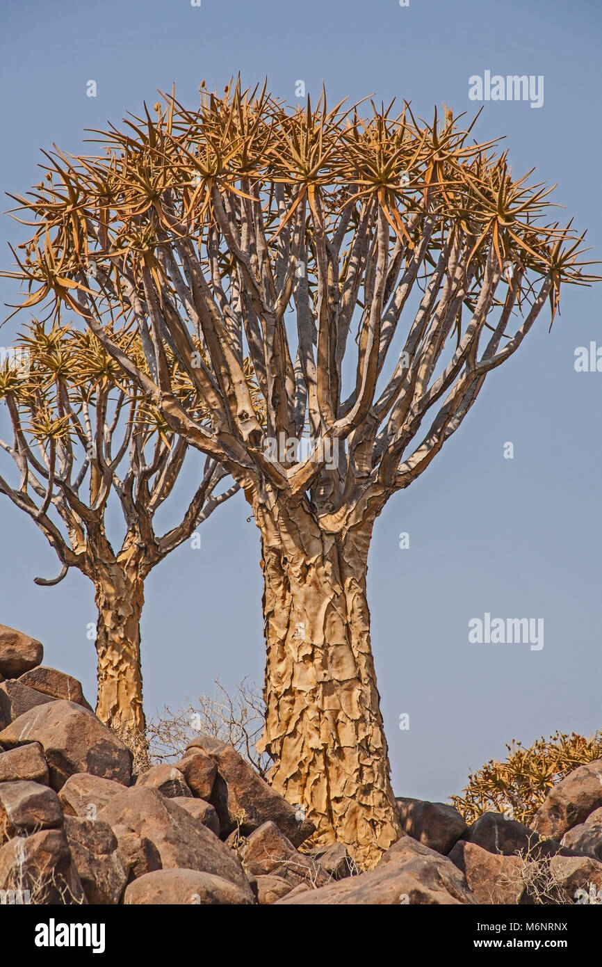 Aloidendron dichotomum, the Quiver Tree. in Soutern Namibia 3 Stock ...