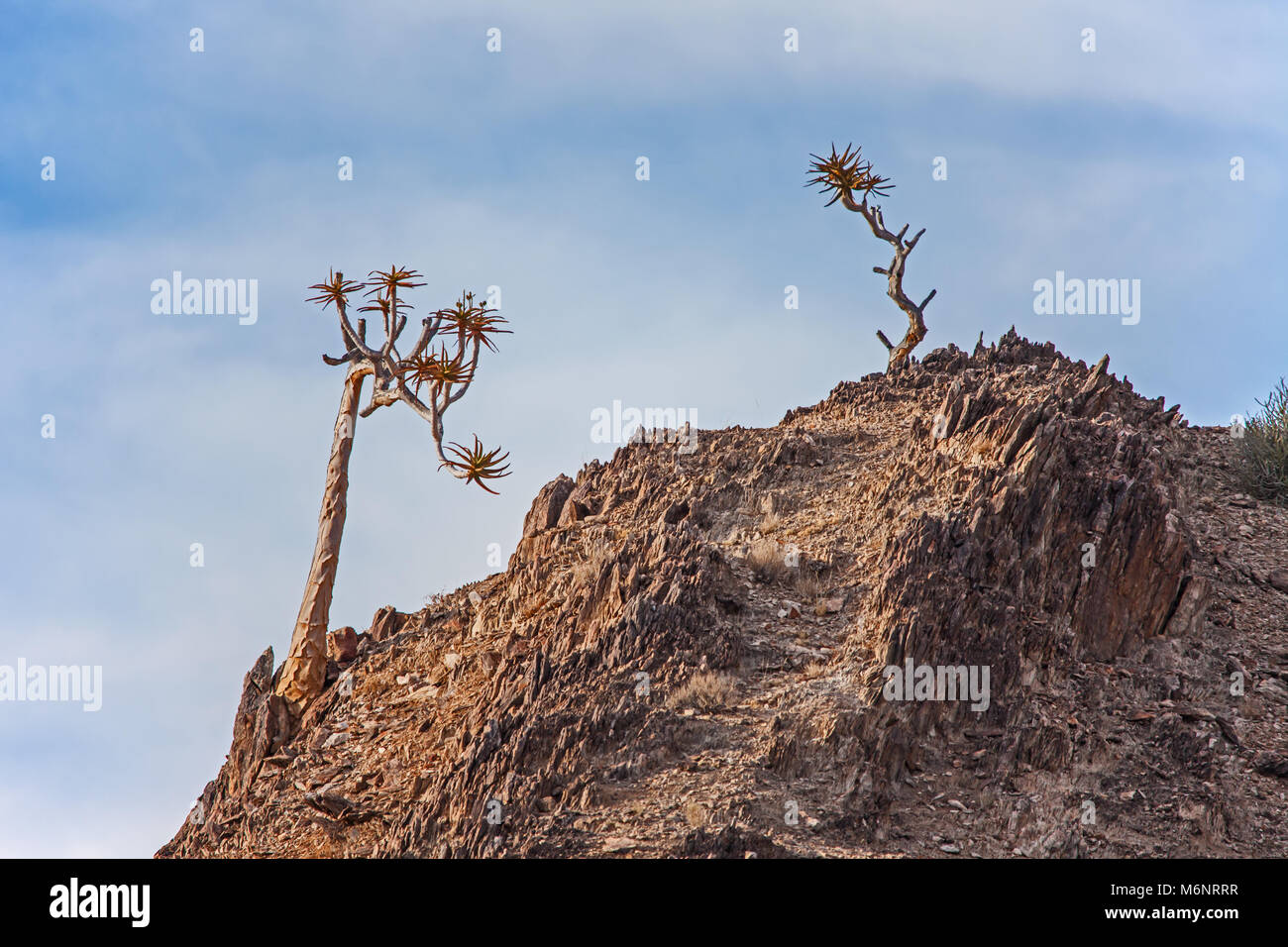 Giant Quiver tree (Aloidendron pillansii) 6 Stock Photo - Alamy