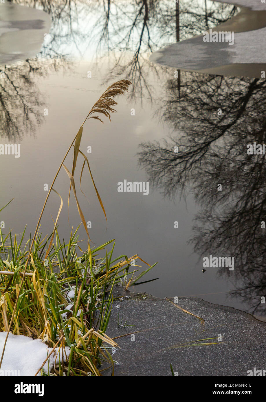 Coastal reeds hi-res stock photography and images - Alamy