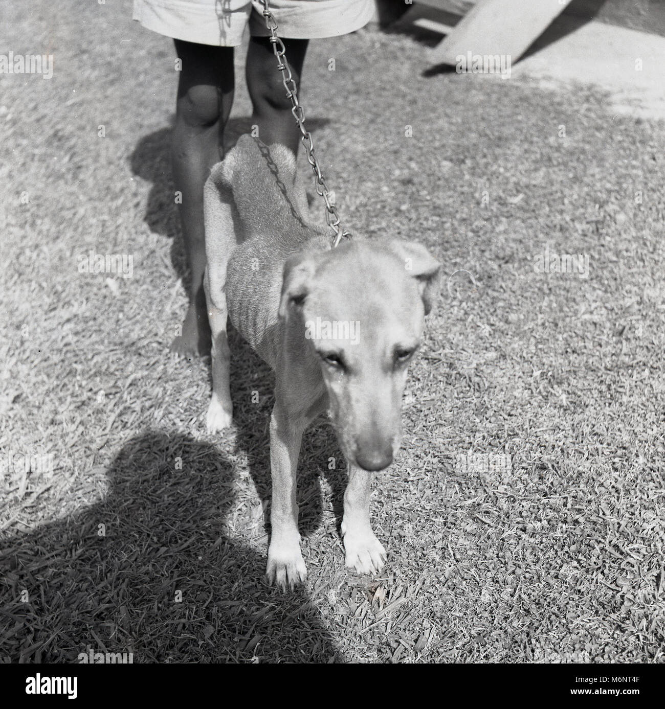 1950s, historical, Africa, a weak, sick looking dog with the devasting ...