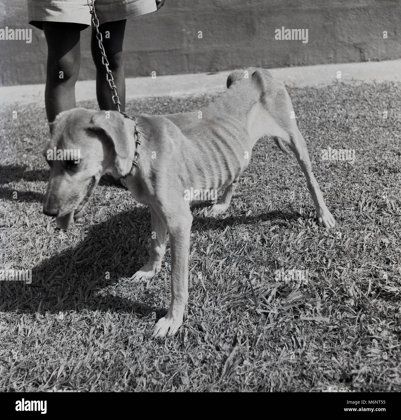 1950s, historical, Africa, a weak, sick looking dog with the devasting ...