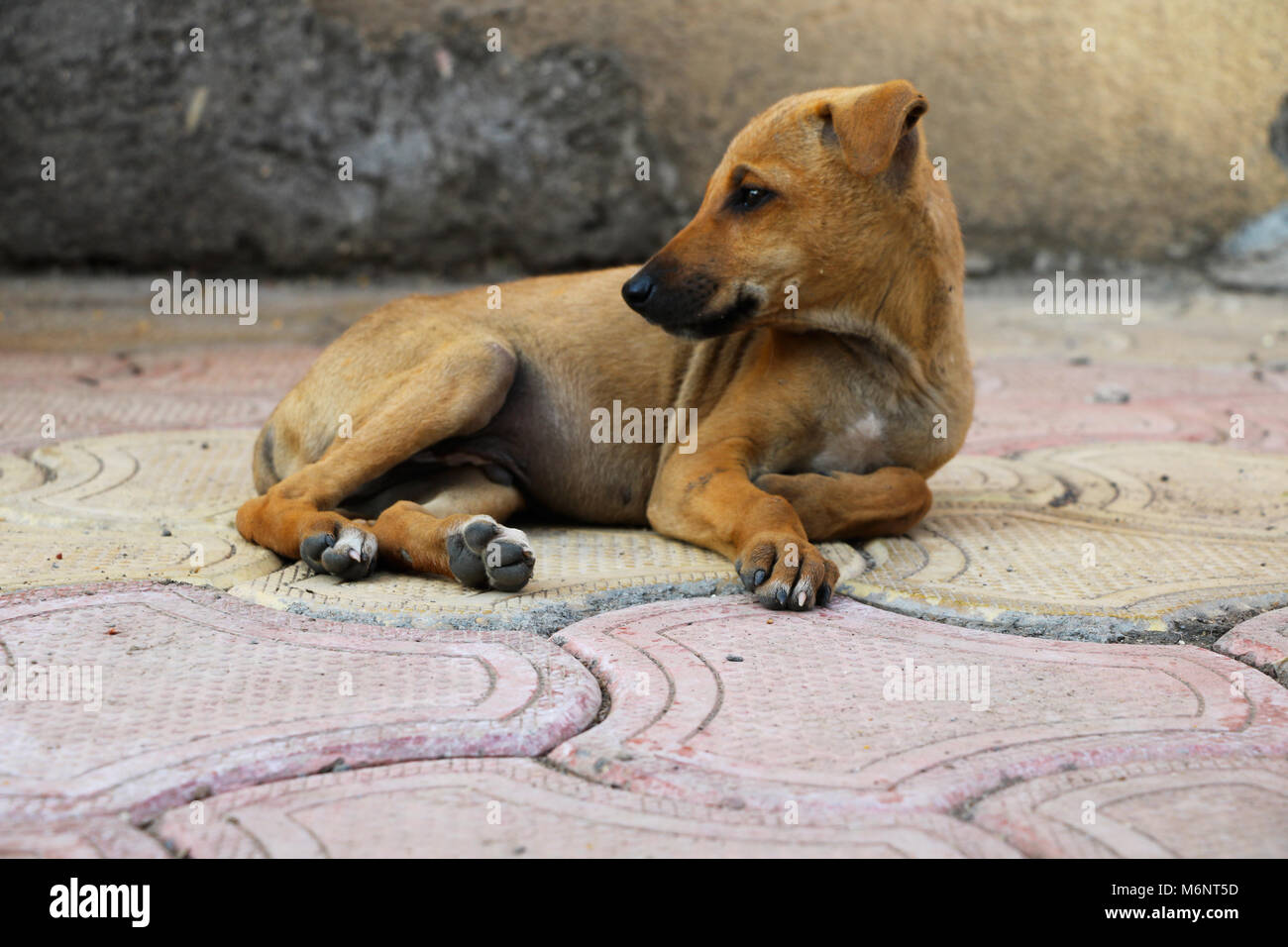 Poor homeless brown color puppy sitting lonely on road Stock Photo - Alamy
