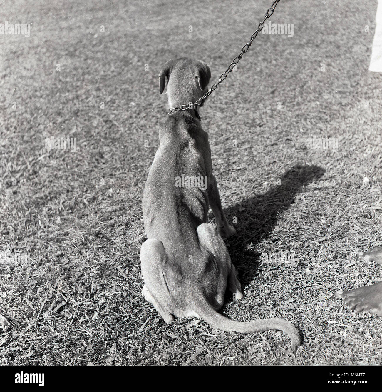 1950s, historical, Africa, a weak, sick looking dog with the devasting ...