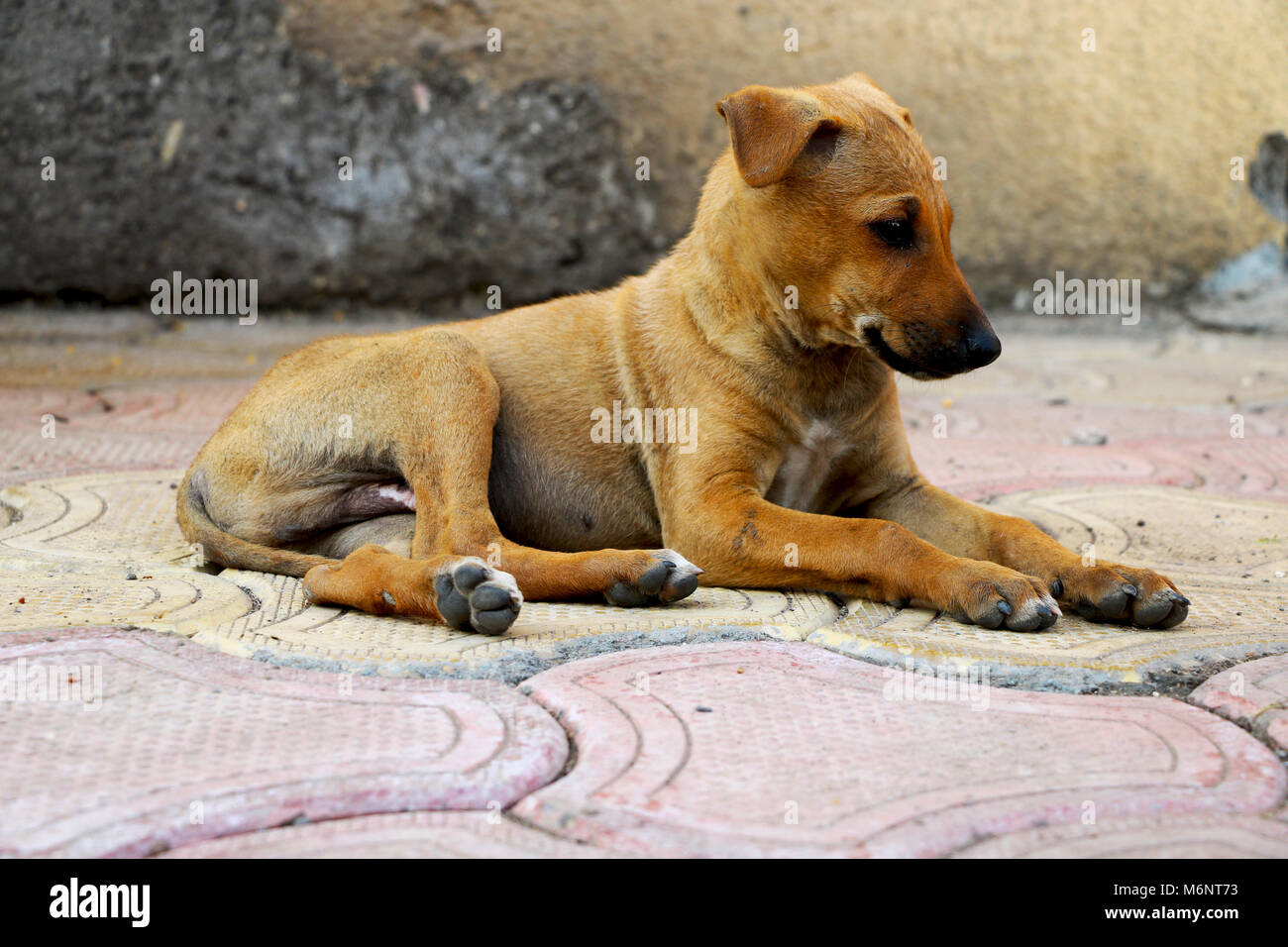 Poor homeless brown color puppy sitting lonely on road Stock Photo - Alamy