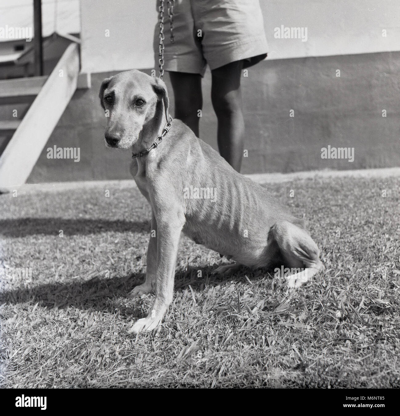 1950s, historical, Africa, a weak, sick looking dog with the devasting ...