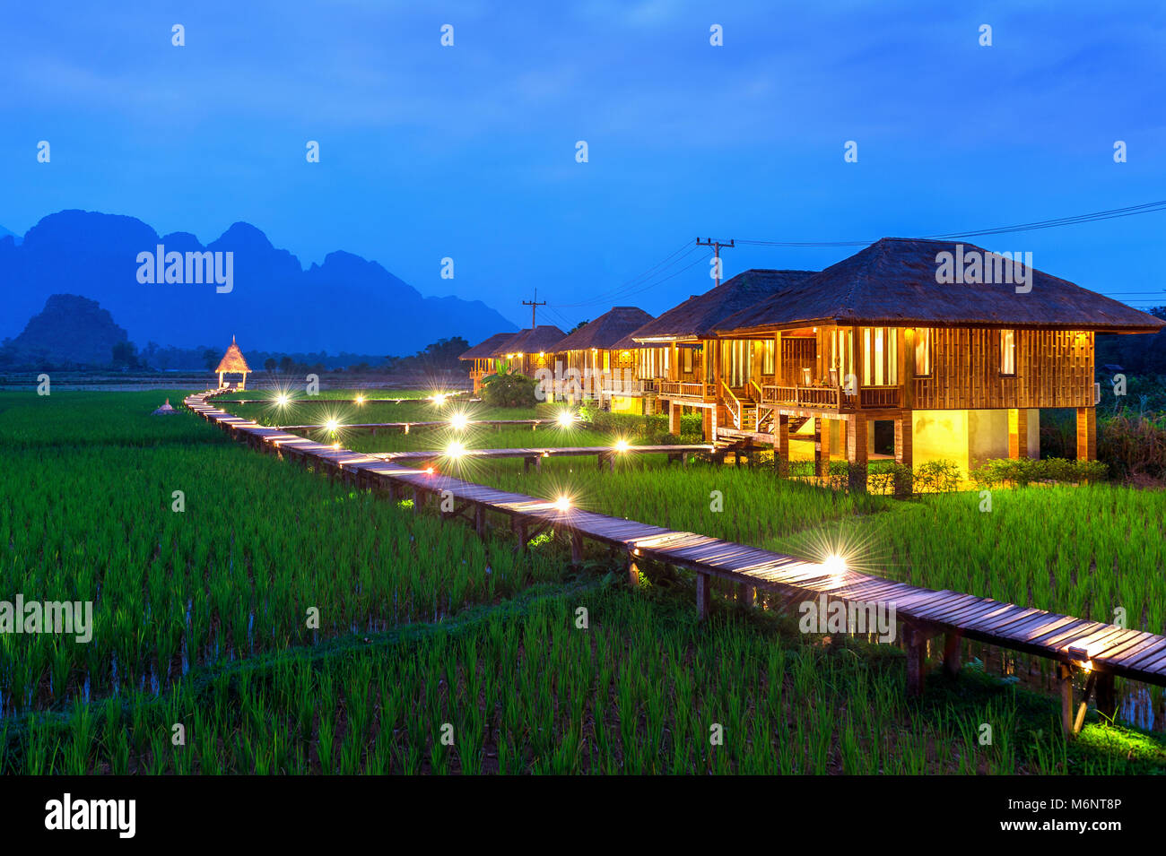 Wooden path and green rice field at night in Vang Vieng, Laos Stock ...