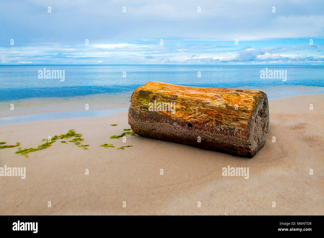 Big old log lying down hi-res stock photography and images - Alamy