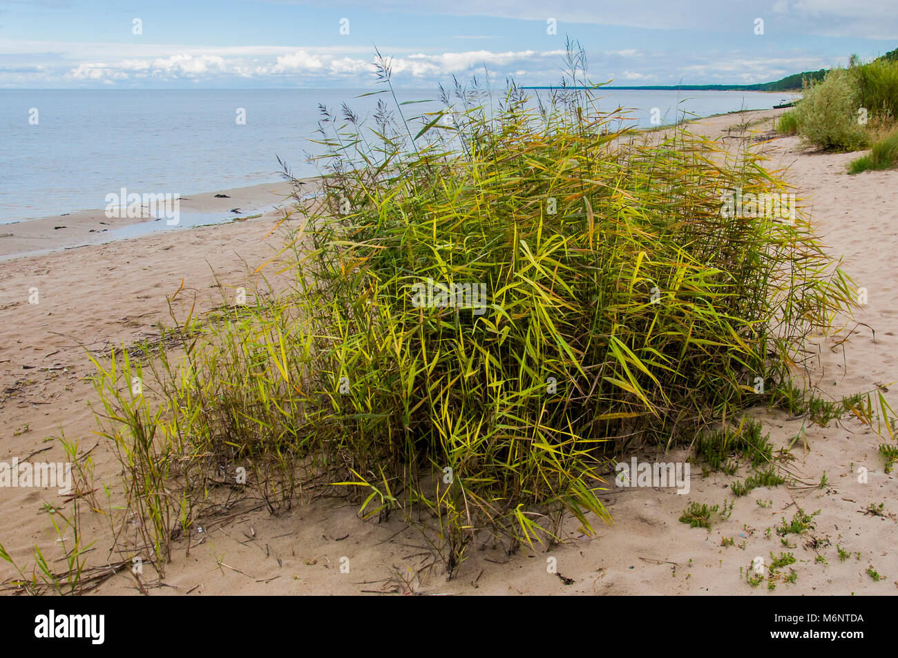 Baltic sea shore flora growing on sand Stock Photo - Alamy