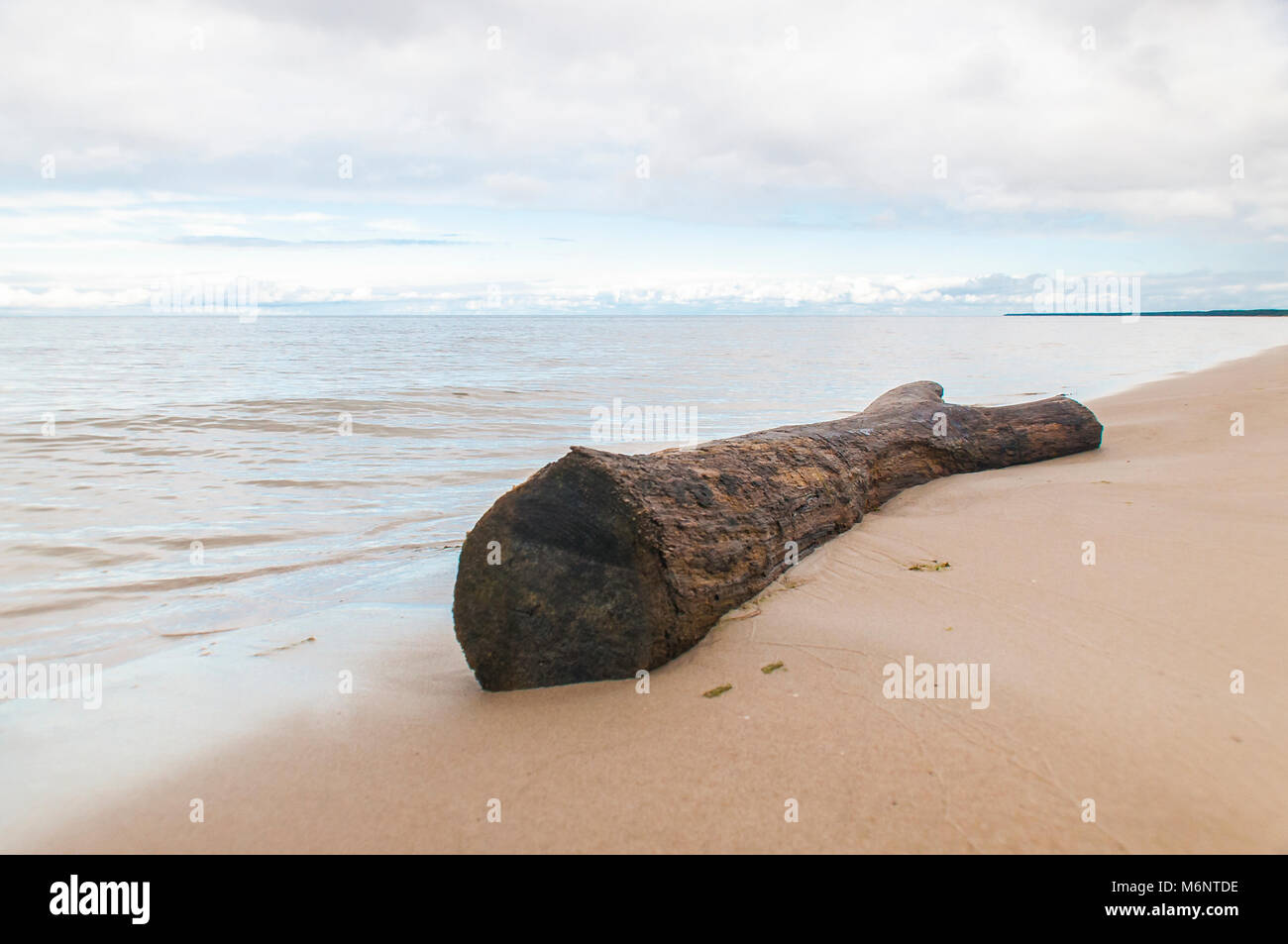 Big old log lying down hi-res stock photography and images - Alamy