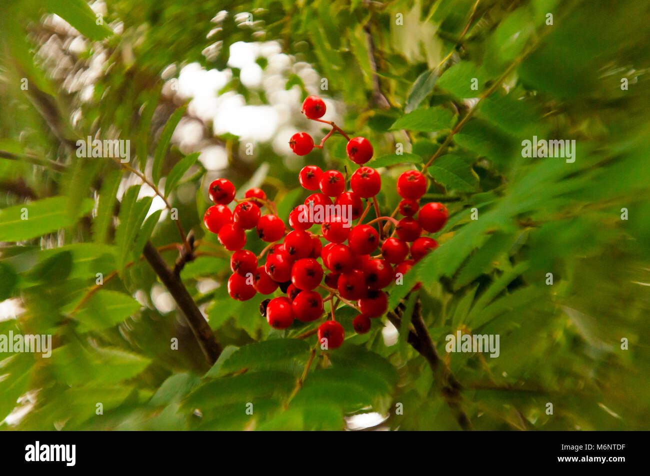 Bunch of red berries of rowan, rowanberry, sorb, rowan-tree growing up ...