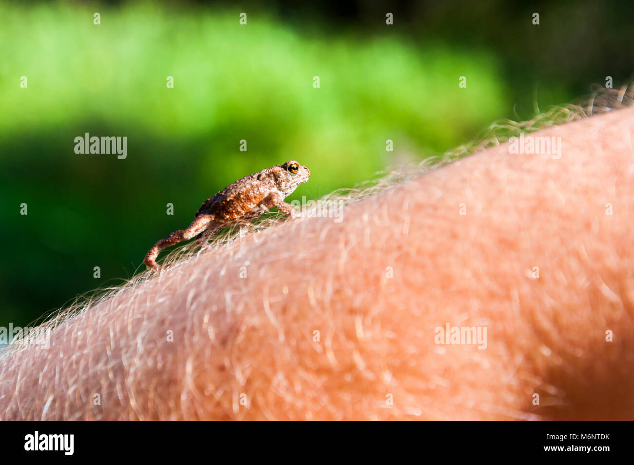 Small amphibian Common toad climbing up on hairy skin of man's arm ...