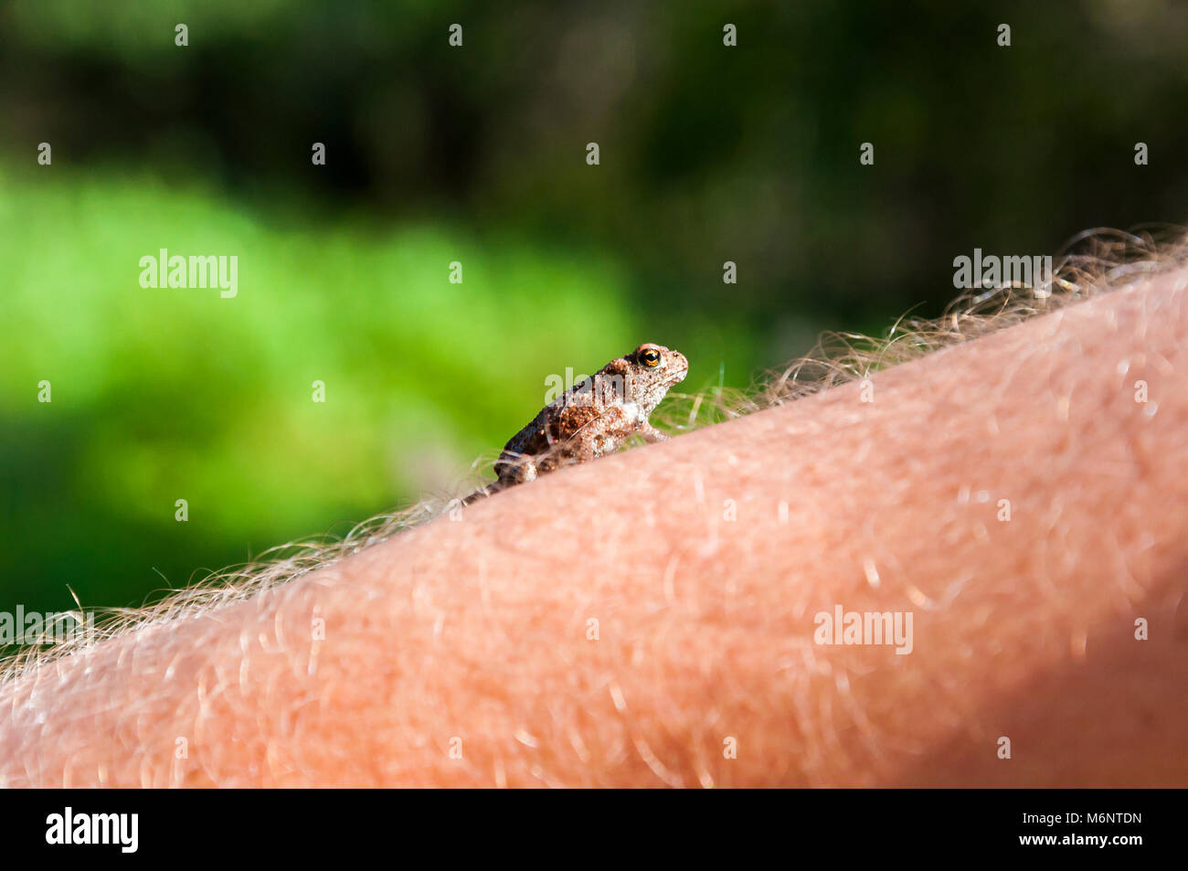 Small amphibian Common toad climbing up on hairy skin of man's arm ...