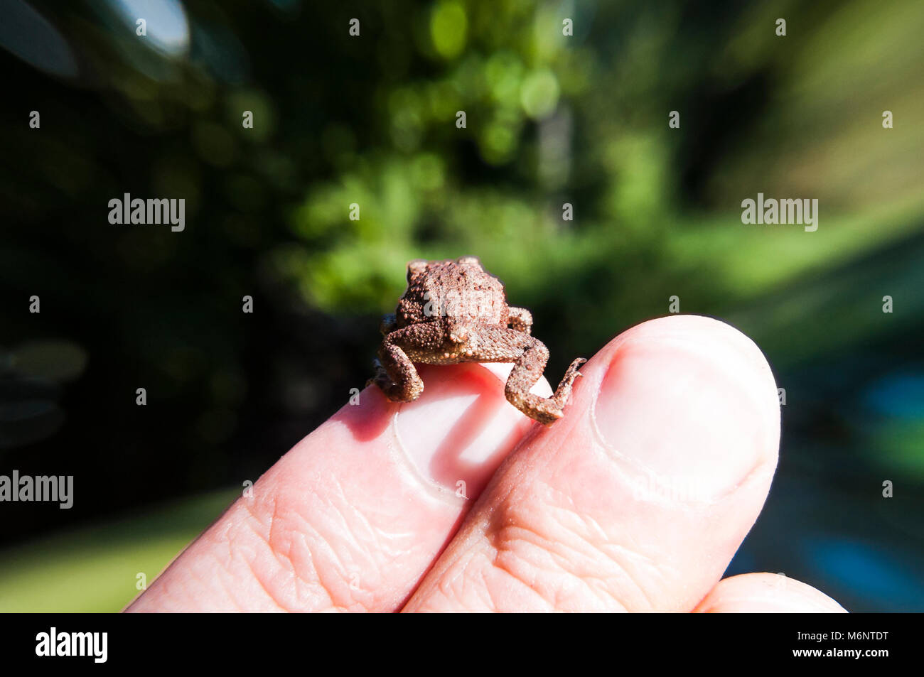 Toad let hi-res stock photography and images - Alamy