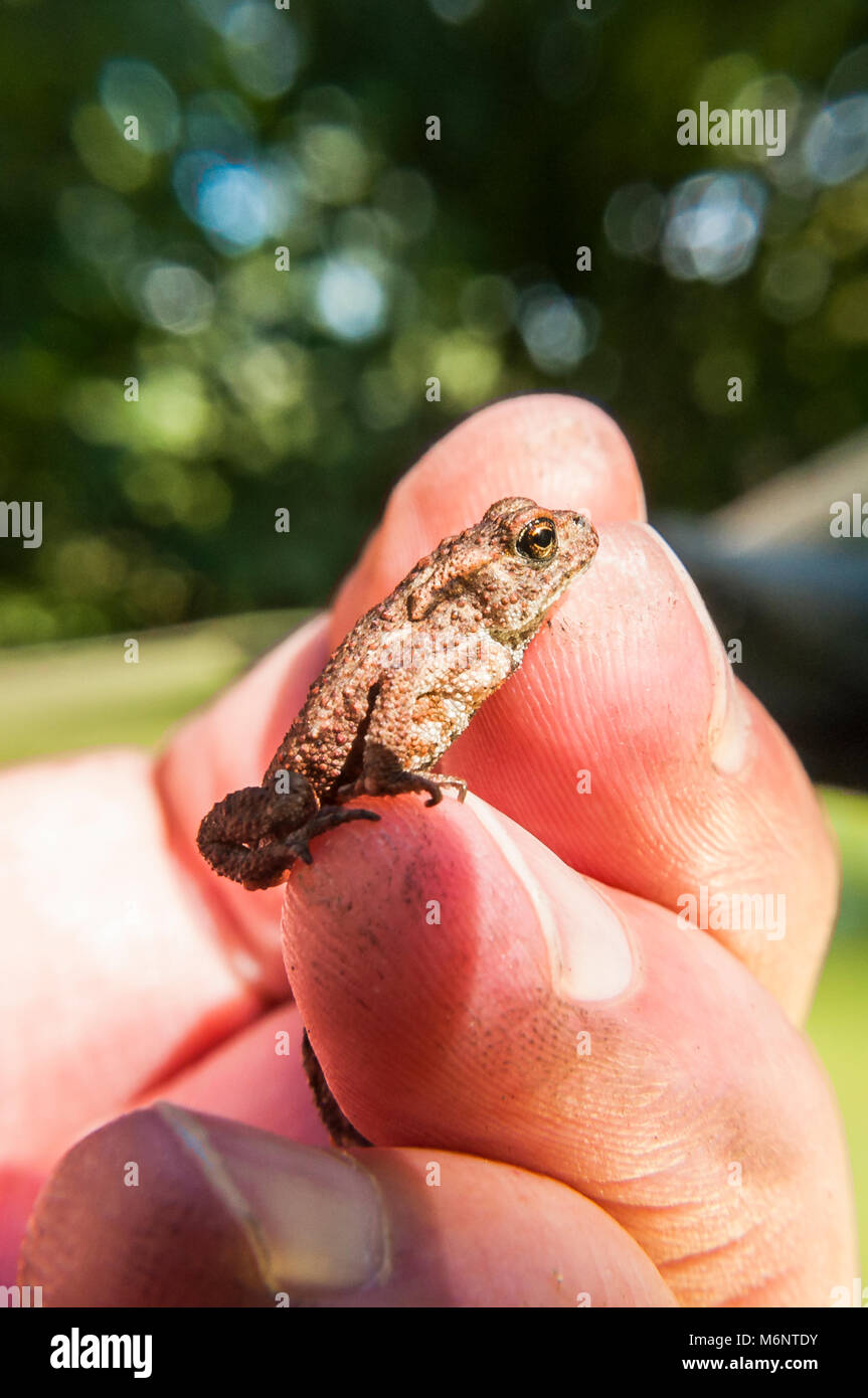 Small amphibian Common toad climbing up on man's hand Stock Photo - Alamy