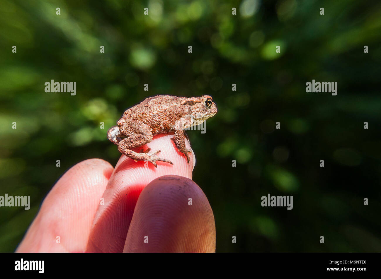 Toad let hi-res stock photography and images - Alamy