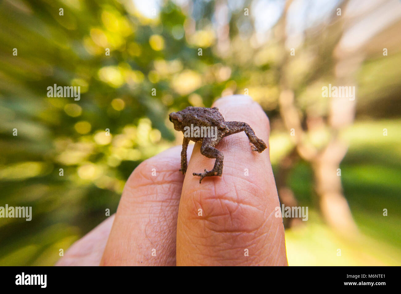 Toad climbing up hi-res stock photography and images - Alamy
