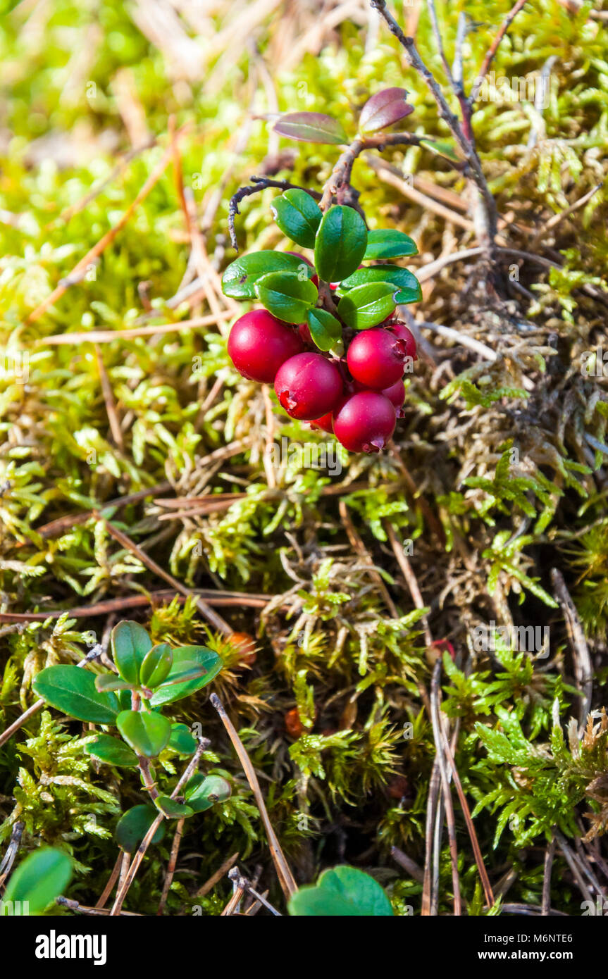 Lingonberry hi-res stock photography and images - Alamy