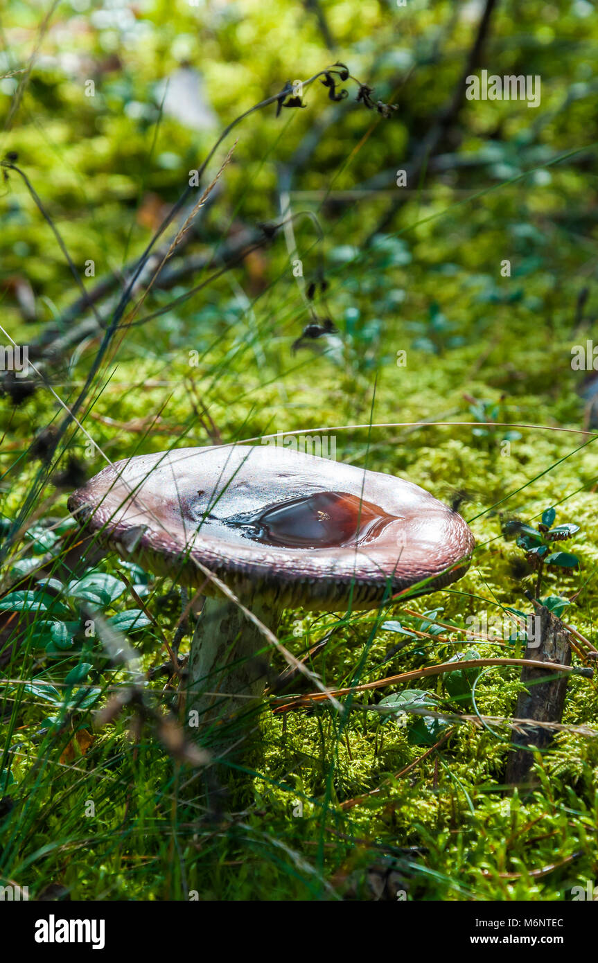 The genus Russula includes some very beautiful and interesting species ...