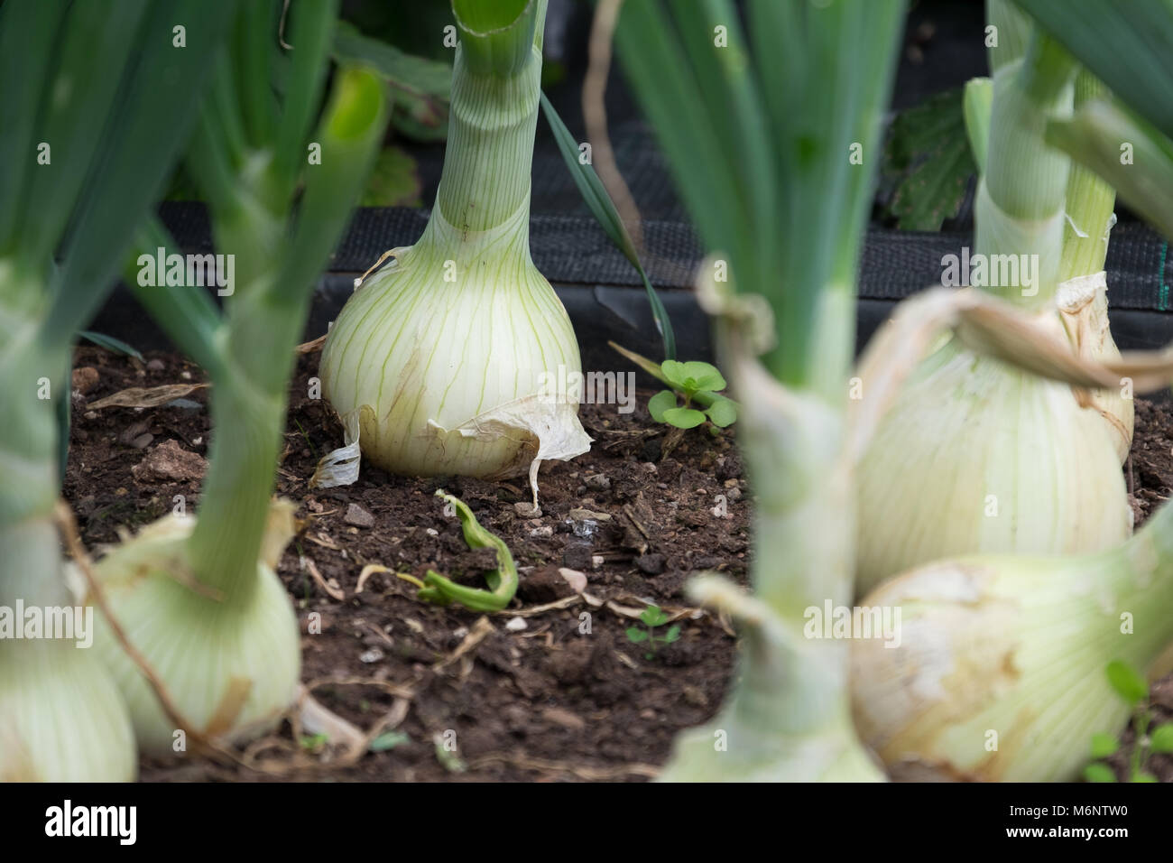 Onions vegetable garden hi-res stock photography and images - Alamy