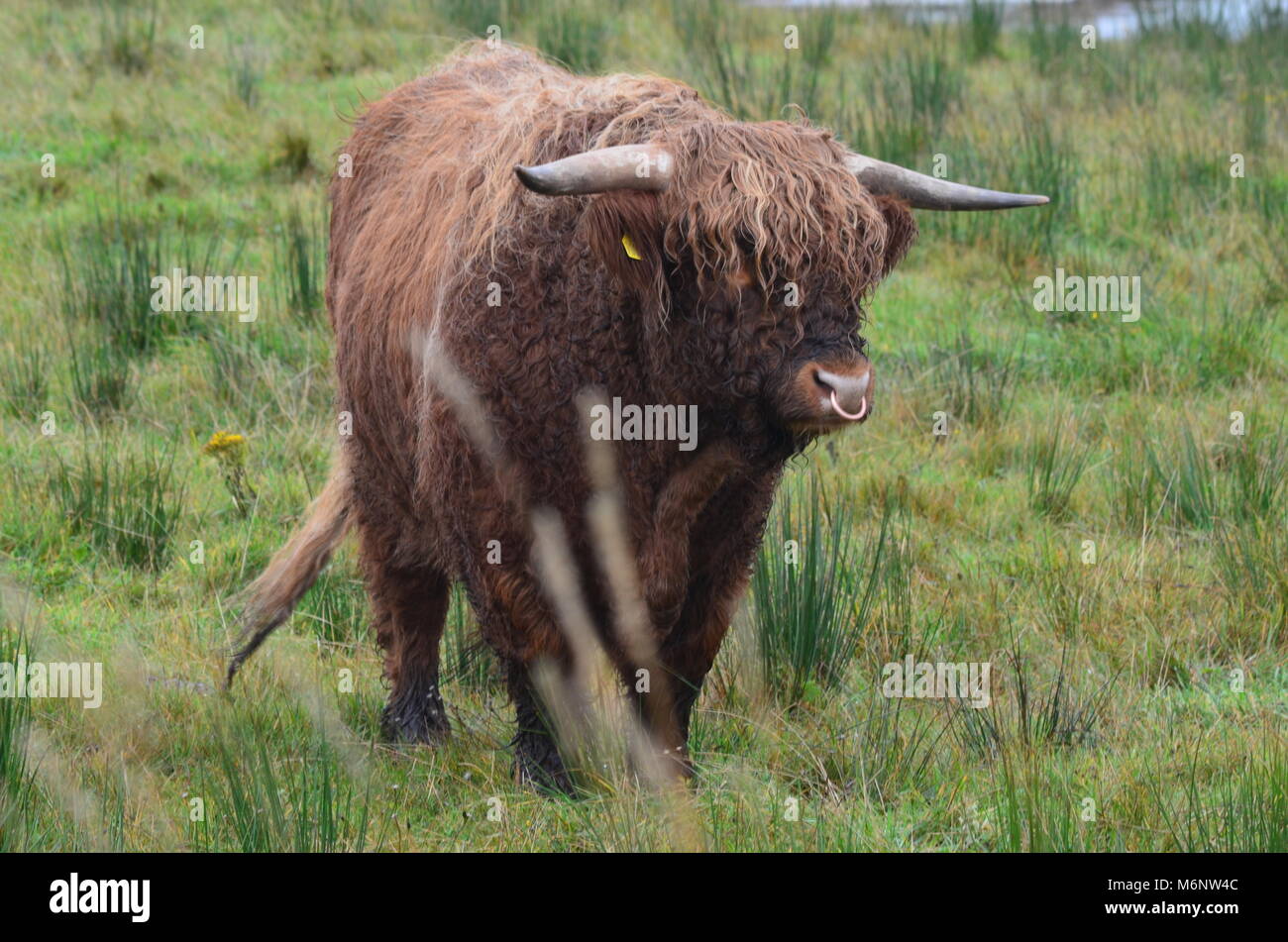 Highland cow is the oldest registered breed of cattle hi-res stock ...