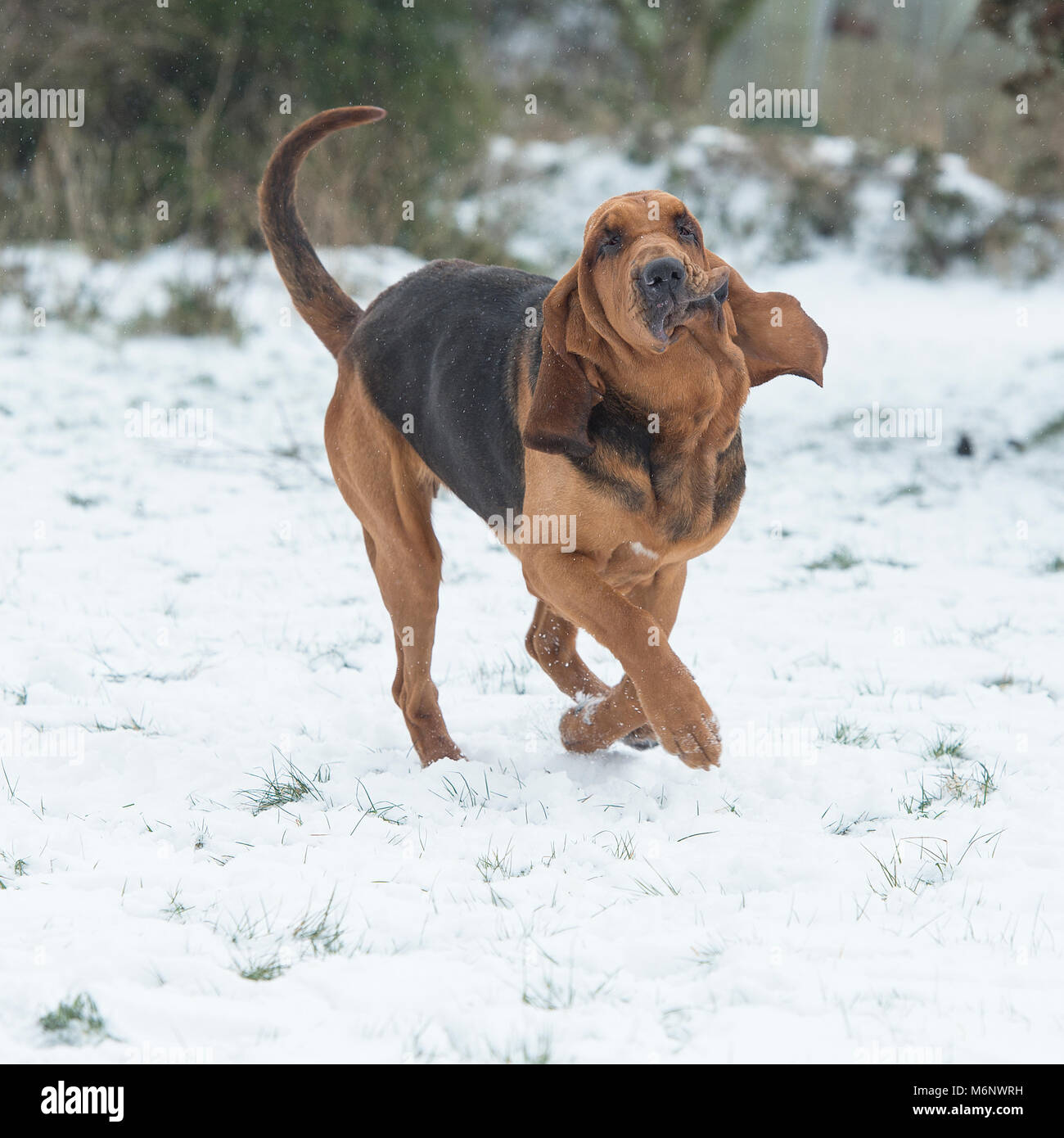 bloodhound in snow Stock Photo - Alamy