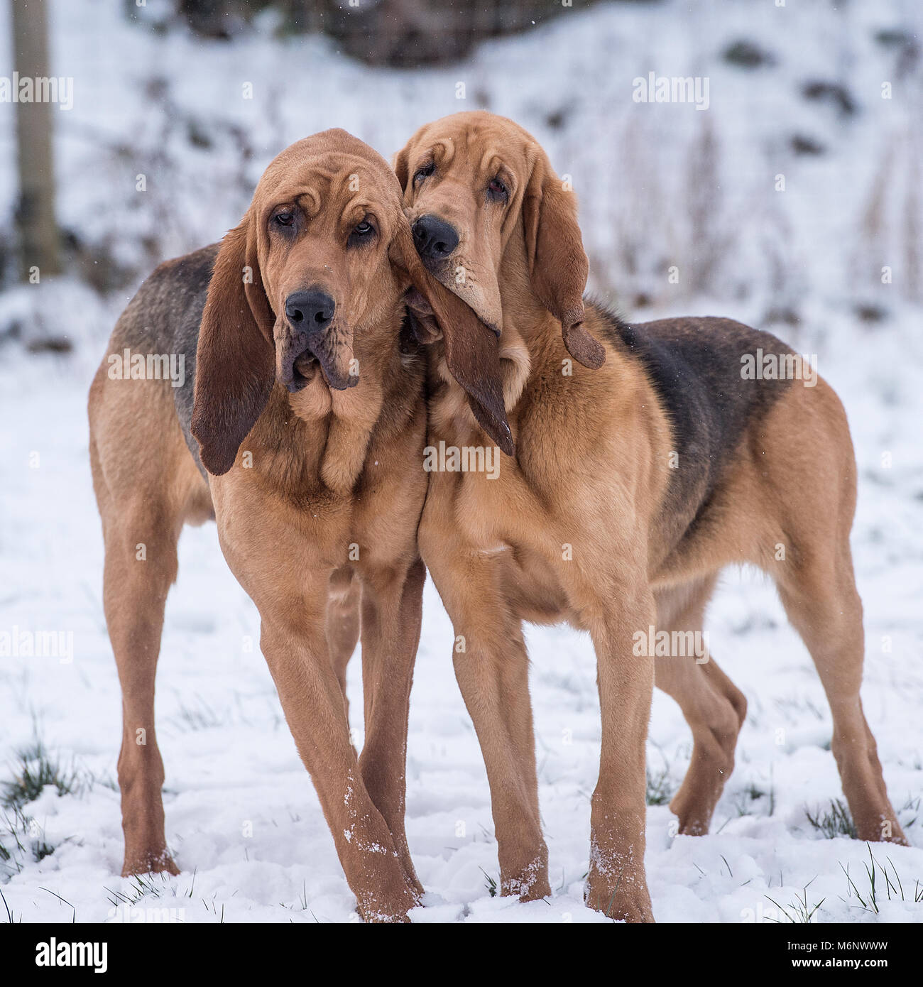 Bloodhounds running hi-res stock photography and images - Alamy