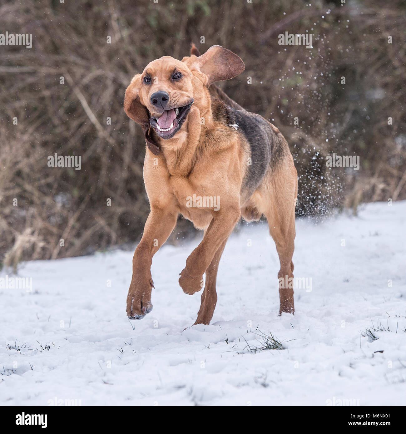 bloodhound in snow Stock Photo - Alamy