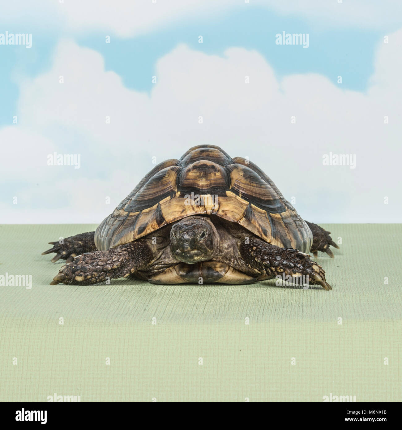 Studio tortoise hi-res stock photography and images - Alamy
