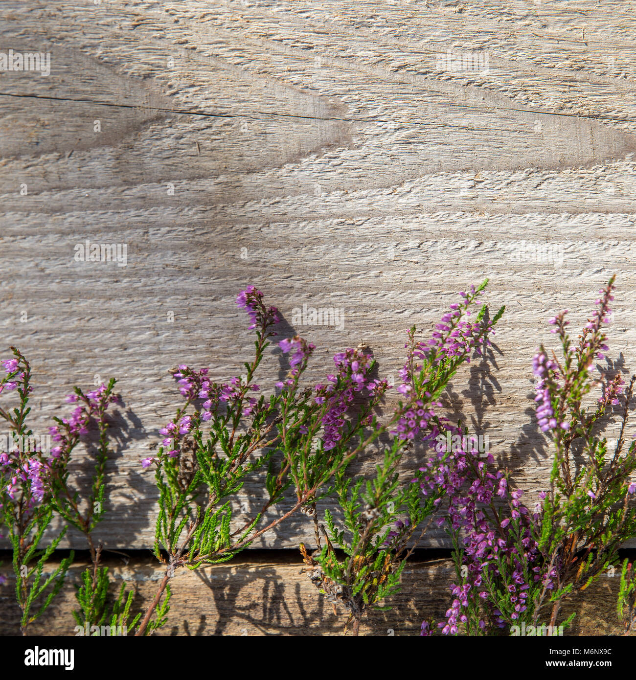 Garden woman autumn heather hi-res stock photography and images - Alamy