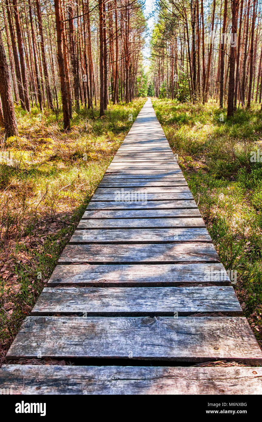 Wooden plank walkway in Trakai National Park swamp forest. In this ...