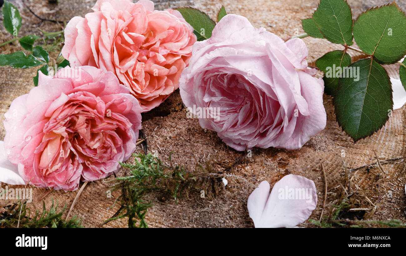 Festive flower English rose composition on wooden desk background ...