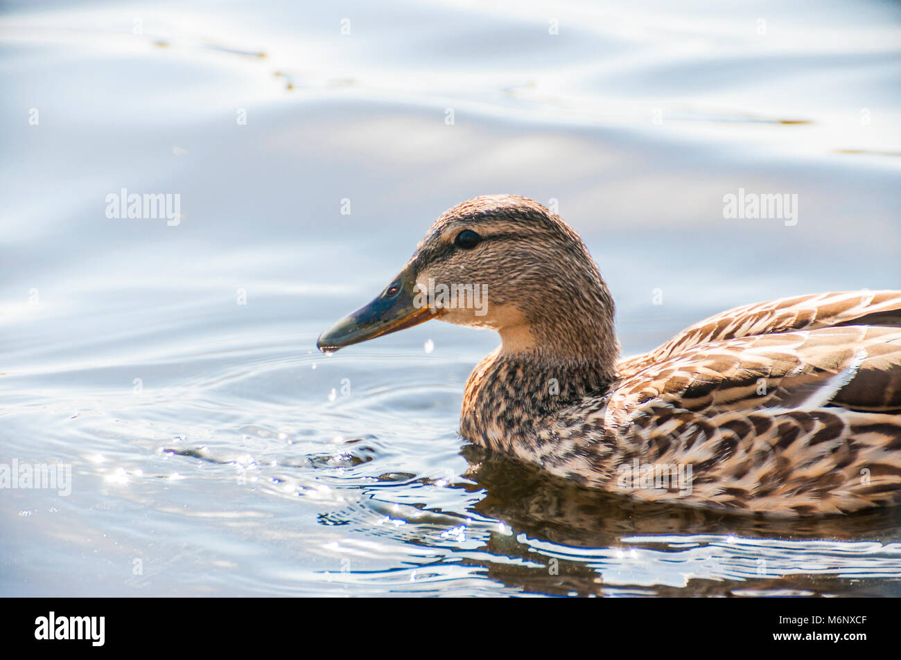 Animal themes. Duck swimming bird close-up shot in lake waters Stock ...