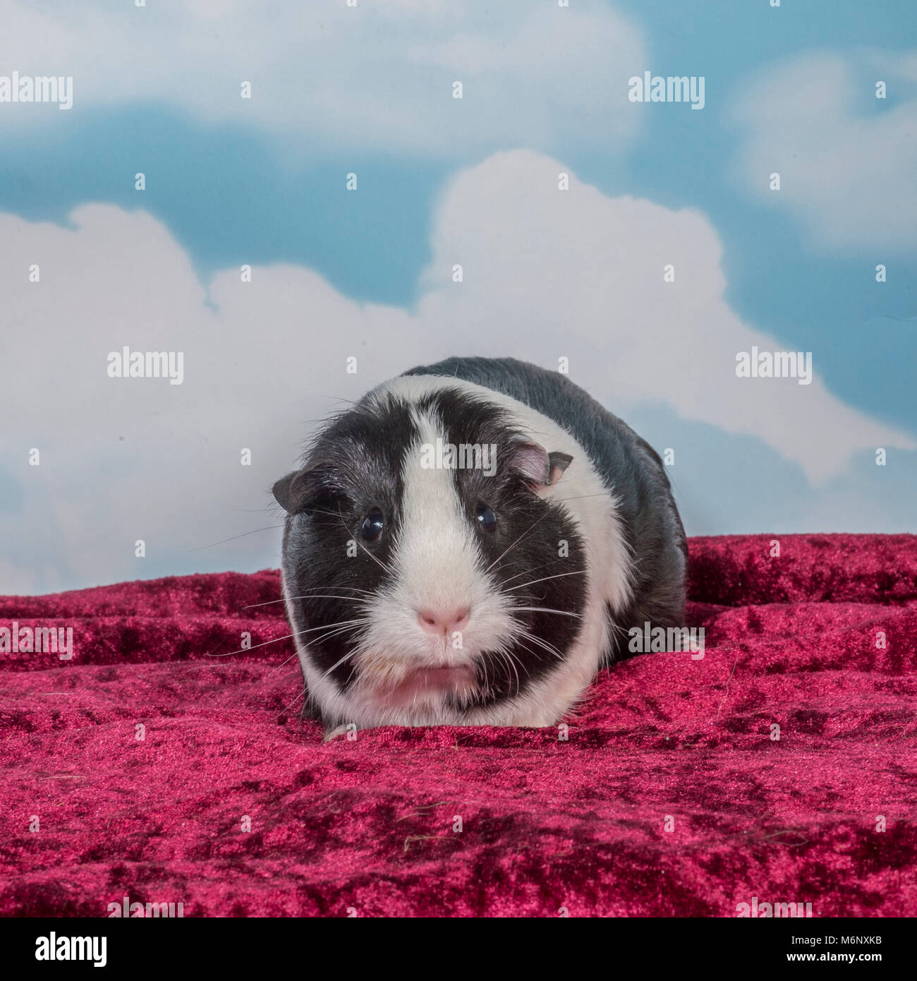 Male guinea pig hi-res stock photography and images - Alamy