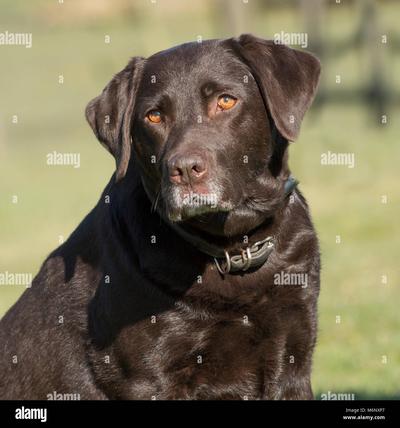labrador retriever chocolate Stock Photo - Alamy