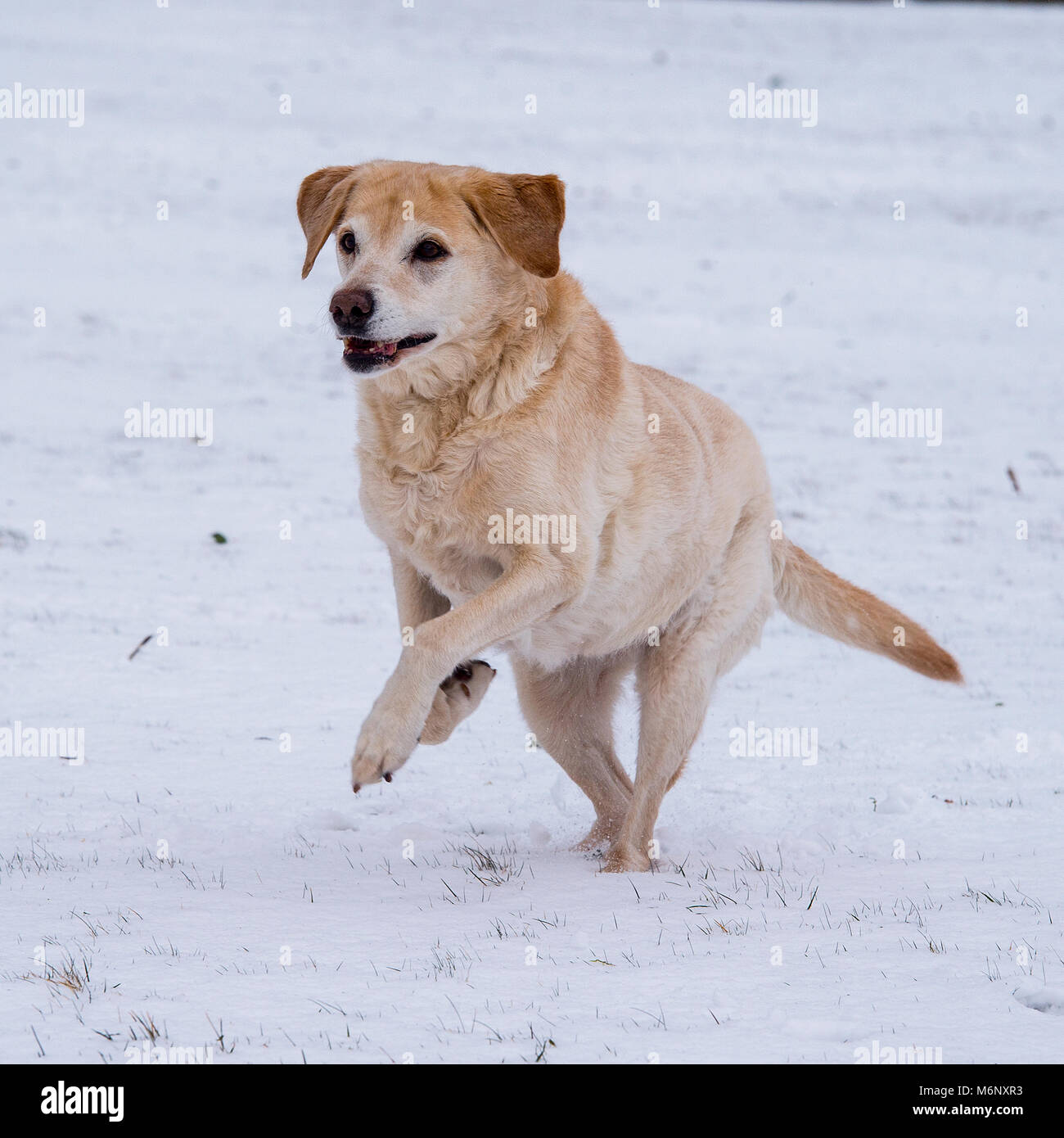 labrador retriever yellow in snow Stock Photo - Alamy