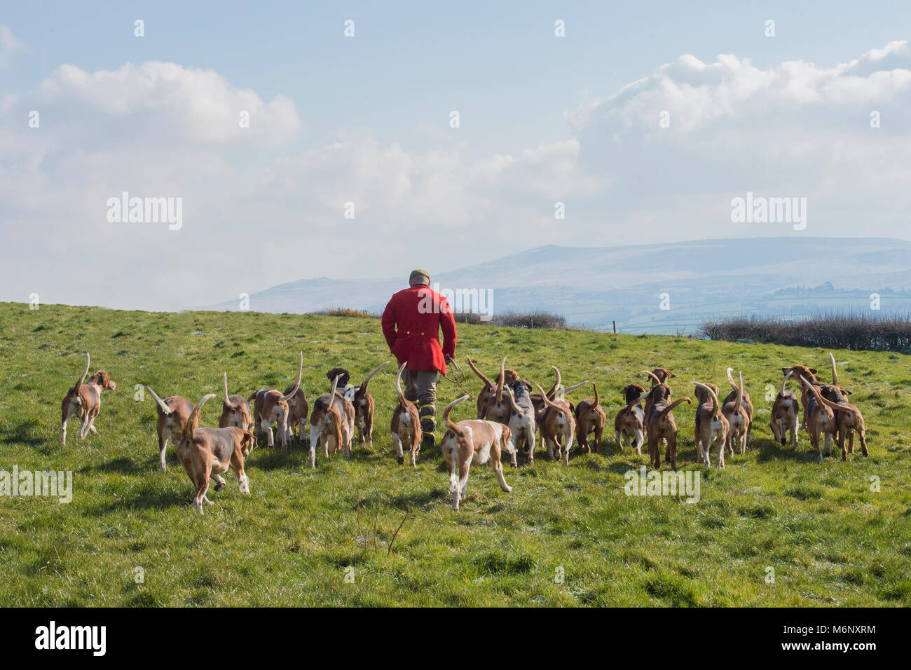 huntsman and pack of dogs foxhounds on foot Stock Photo - Alamy