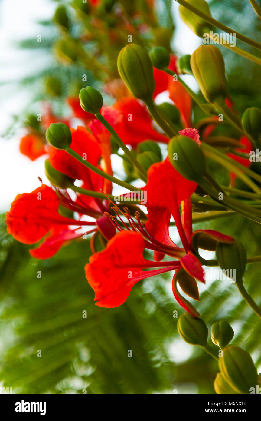 Delonix regia, the flame tree, is a species of flowering plant in the ...
