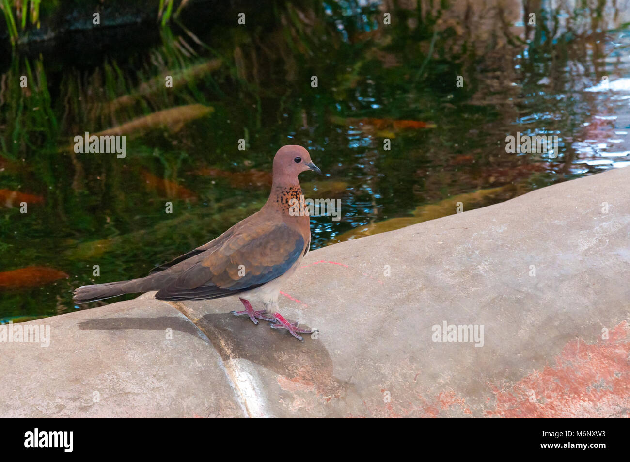 Pigeon, any of several hundred species of birds constituting the family ...