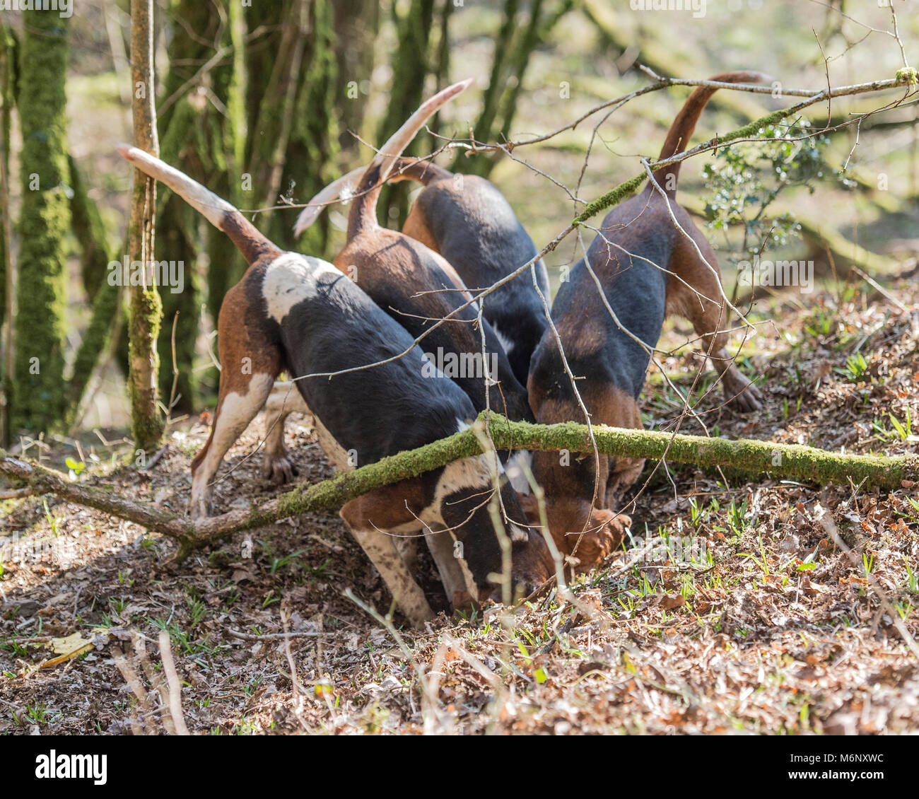 3 foxhounds marking at a fox hole Stock Photo - Alamy