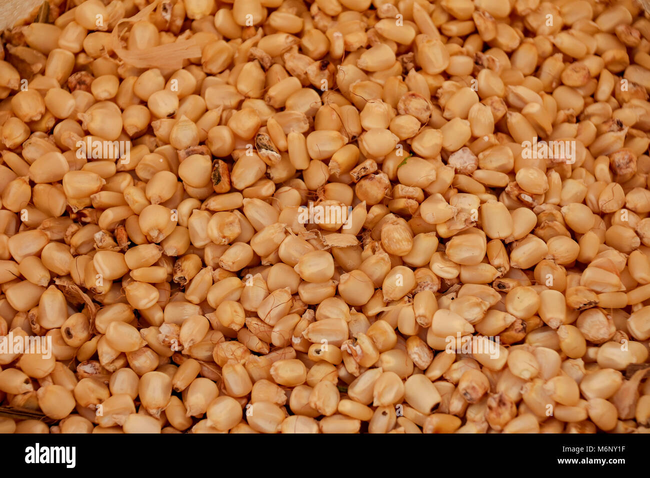 A close up of maize used for seed production in Zambia Stock Photo - Alamy