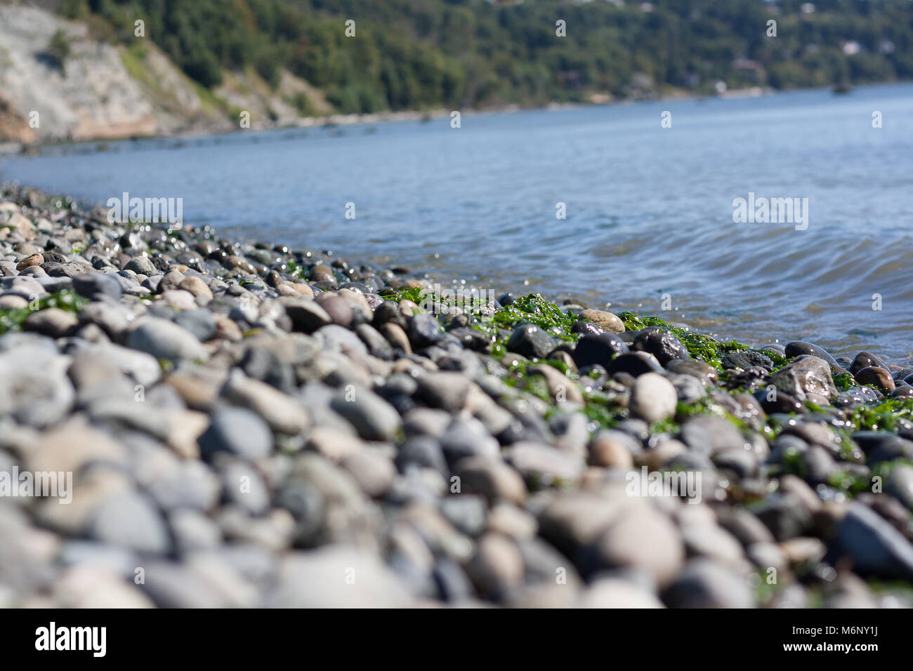 Rocky beach on Puget Sound, Seattle Stock Photo - Alamy