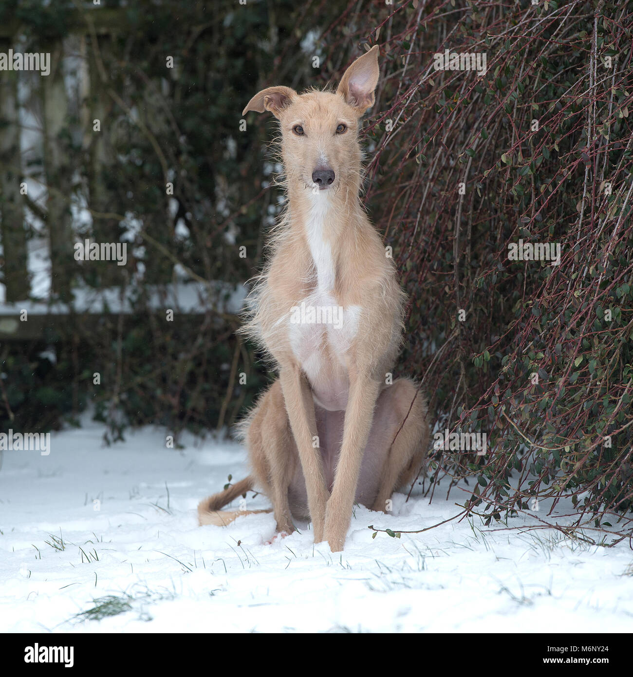 Lurcher Dog Sitting High Resolution Stock Photography and Images - Alamy